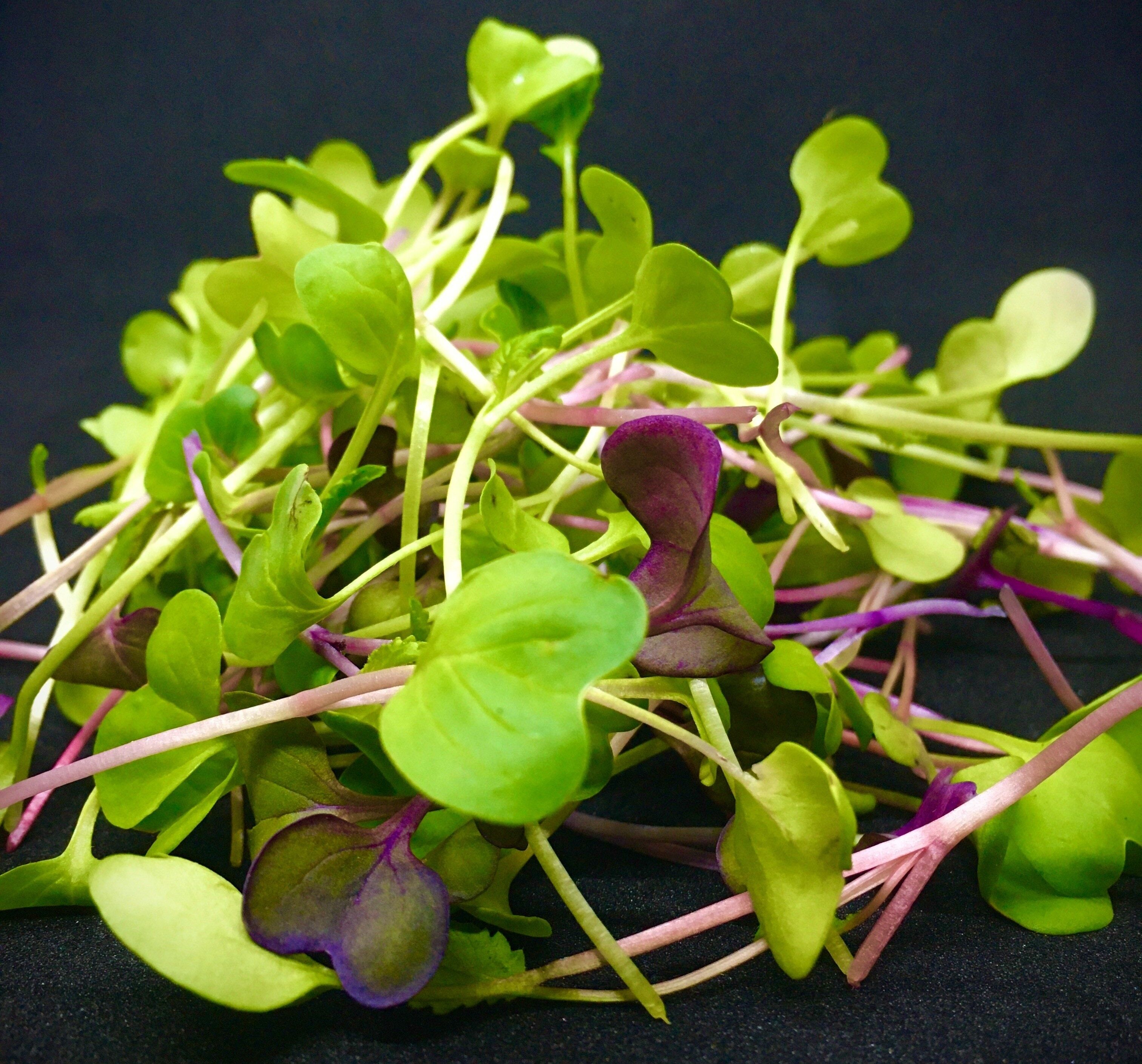 Buy Grow-Win wholesale products on Ankorstore