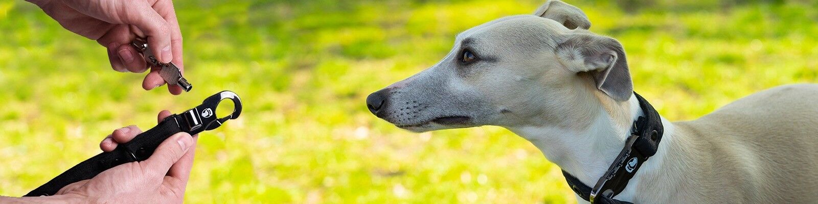 Buy LOCK DOG wholesale products on Ankorstore