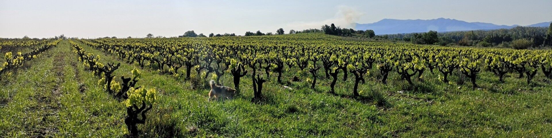 Buy Domaine La Beille wholesale products on Ankorstore