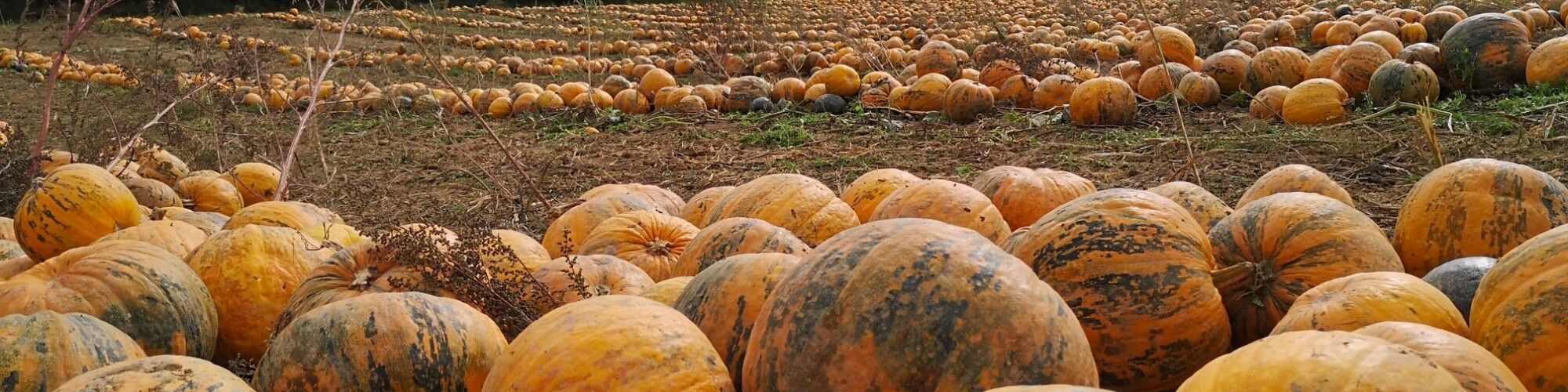 Buy Mostviertler Bio-Kürbishof Metz wholesale products on Ankorstore