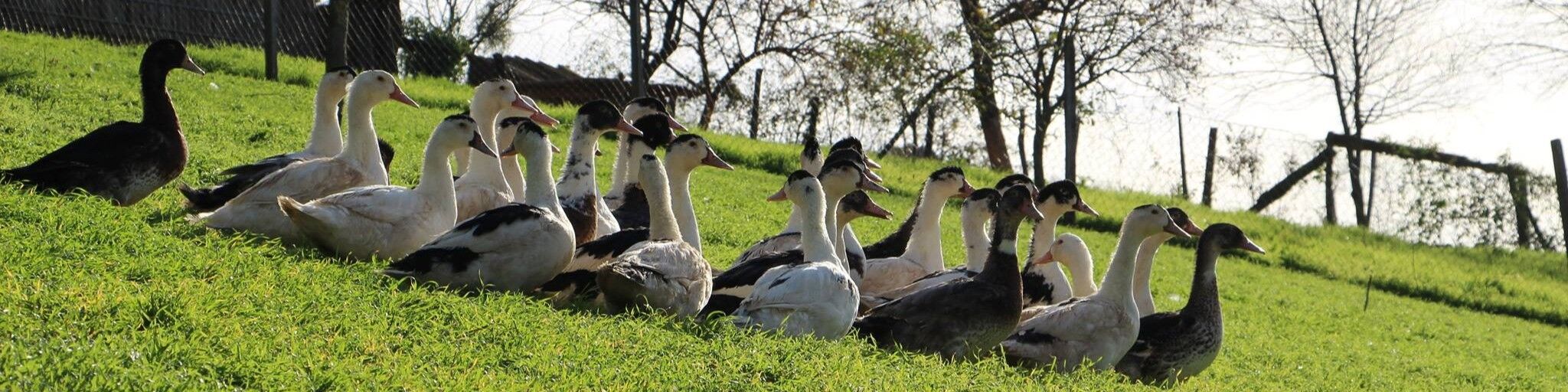 Achat produits LA FERME DES PERRELLES en gros sur Ankorstore