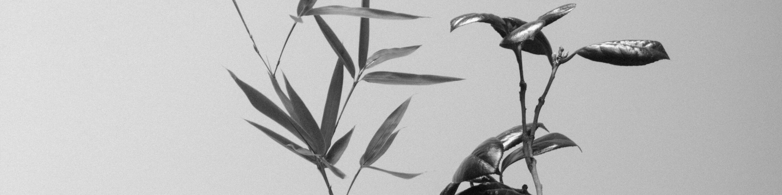 Buy Shima Drinks wholesale products on Ankorstore