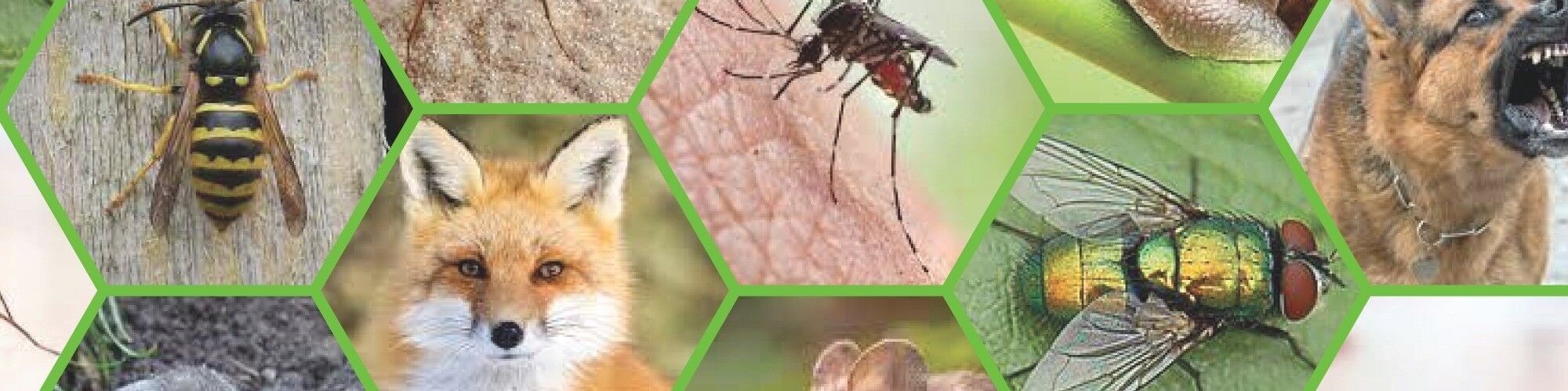 Kaufen Sie Katcha Produkte online zu Großhandelspreisen