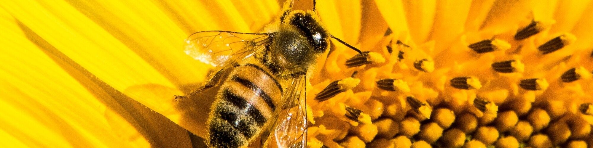 Buy LE RUCHER LMIEL wholesale products on Ankorstore