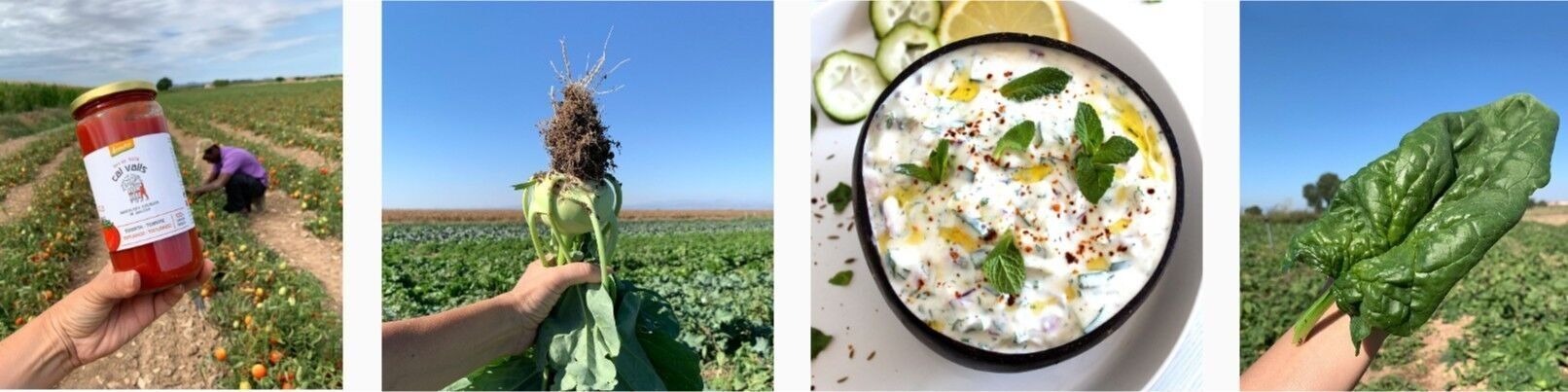 Buy Cal Valls wholesale products on Ankorstore