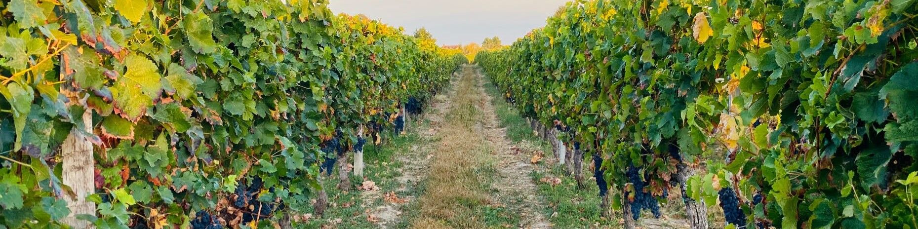 Buy Confidential wholesale products on Ankorstore