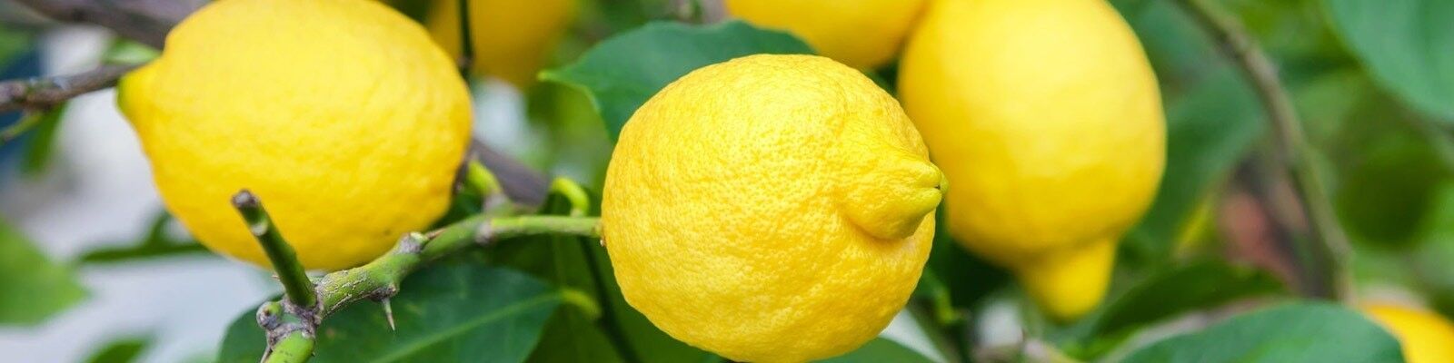 Buy AU PAYS DU CITRON wholesale products on Ankorstore