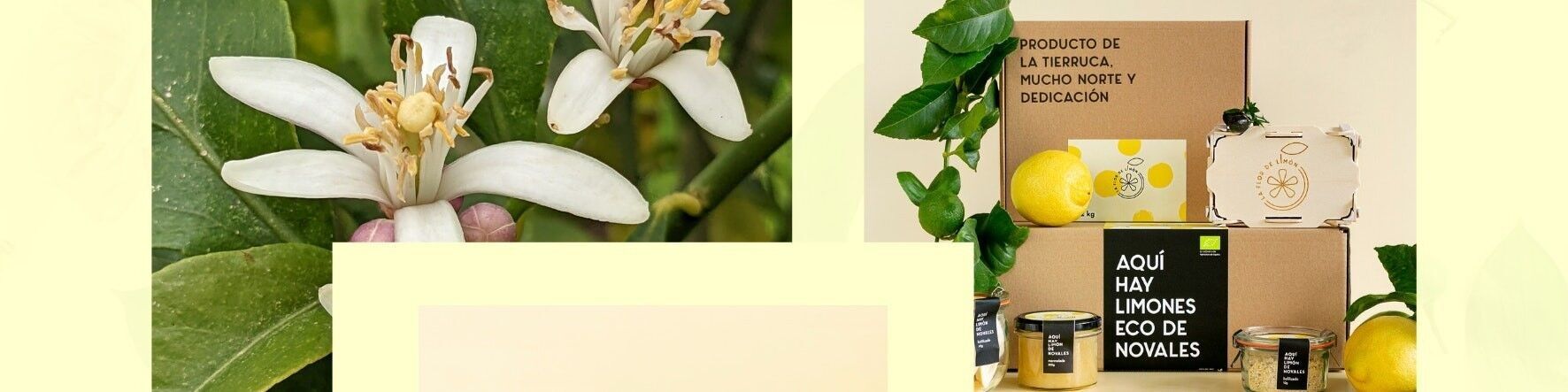 Buy LA FLOR DE LIMÓN wholesale products on Ankorstore