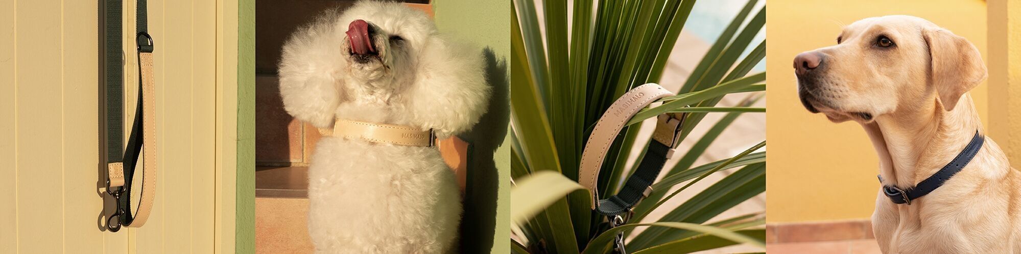 Buy Masimalo Design for Dogs wholesale products on Ankorstore