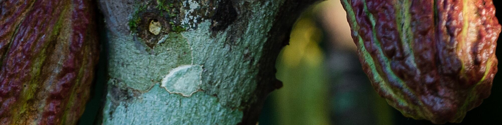 Buy CHOCOLATING wholesale products on Ankorstore