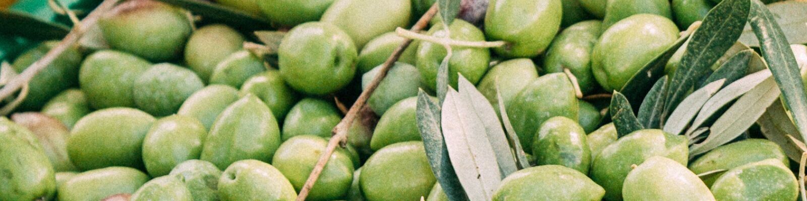 Buy Olvero wholesale products on Ankorstore