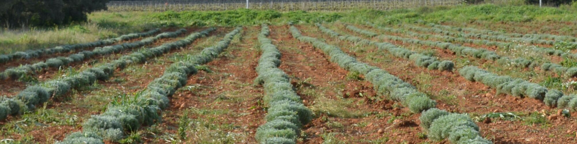 Buy ceressa wholesale products on Ankorstore