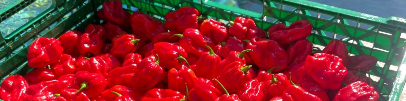 Buy Raph's Pili Pili wholesale products on Ankorstore