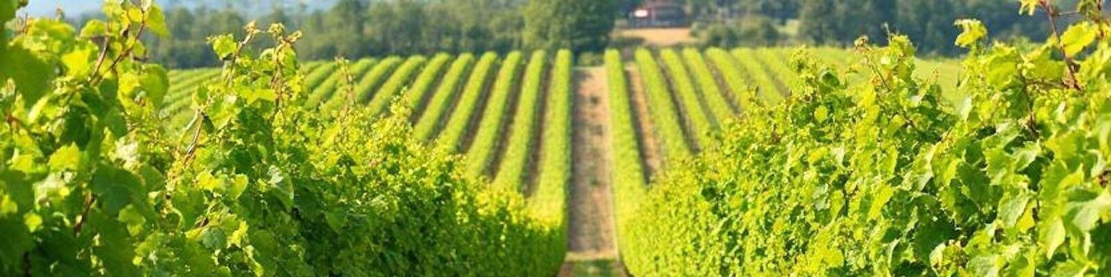 Buy Vigna 61 wholesale products on Ankorstore