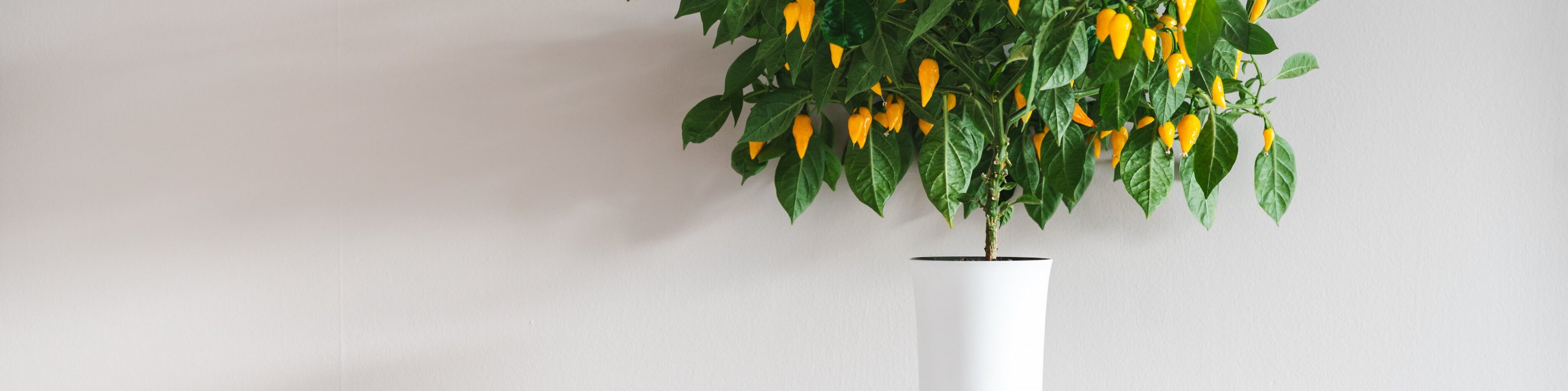 Achat produits Botanium en gros sur Ankorstore