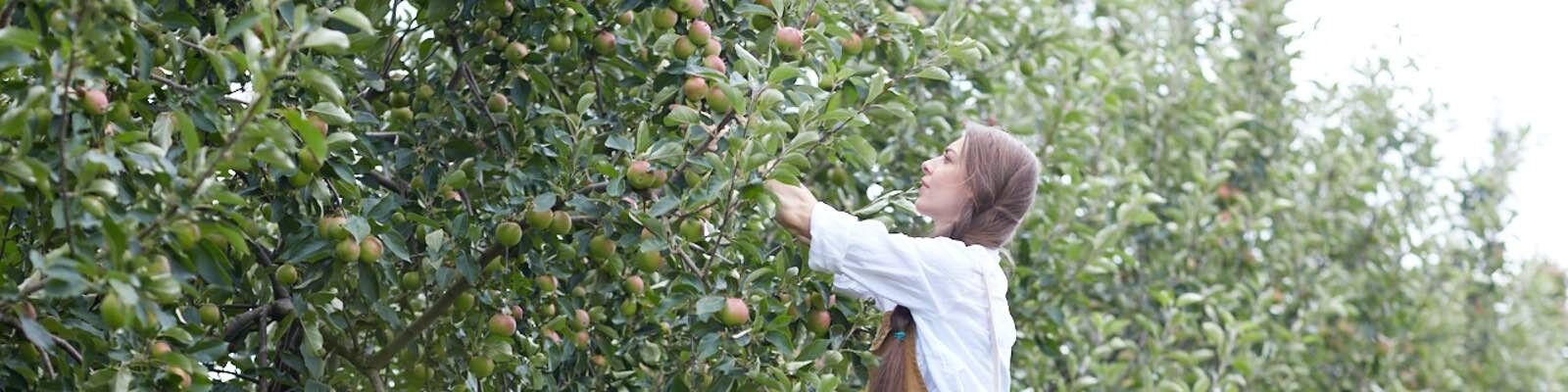 Buy Colcombe House Cider wholesale products on Ankorstore