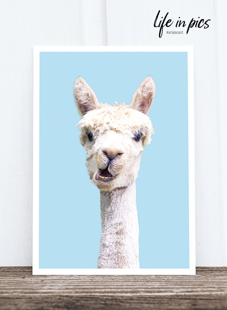 Buy wholesale Life in Pic's photo postcard: Lama HF