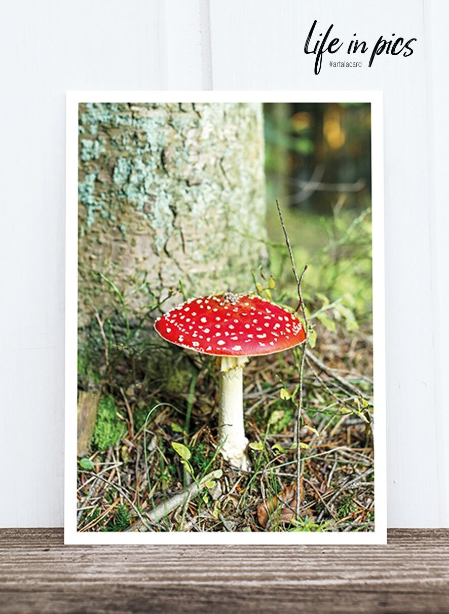 Compra La vida en la postal fotográfica de Pic: Toadstool HF al por mayor