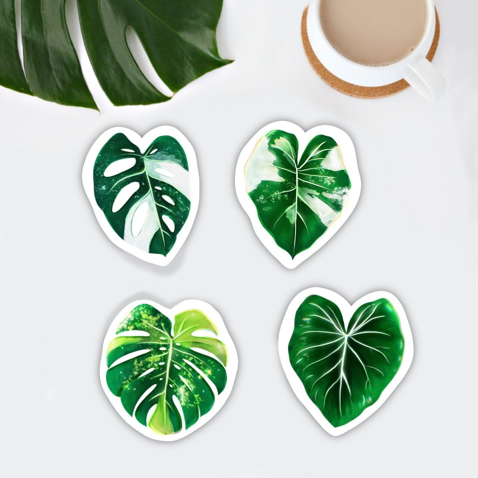 Buy wholesale Magnet set - 4 magnets: Monstera adansonii variegata ...