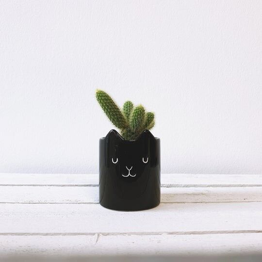 Achat Chat POT SEULEMENT en gros