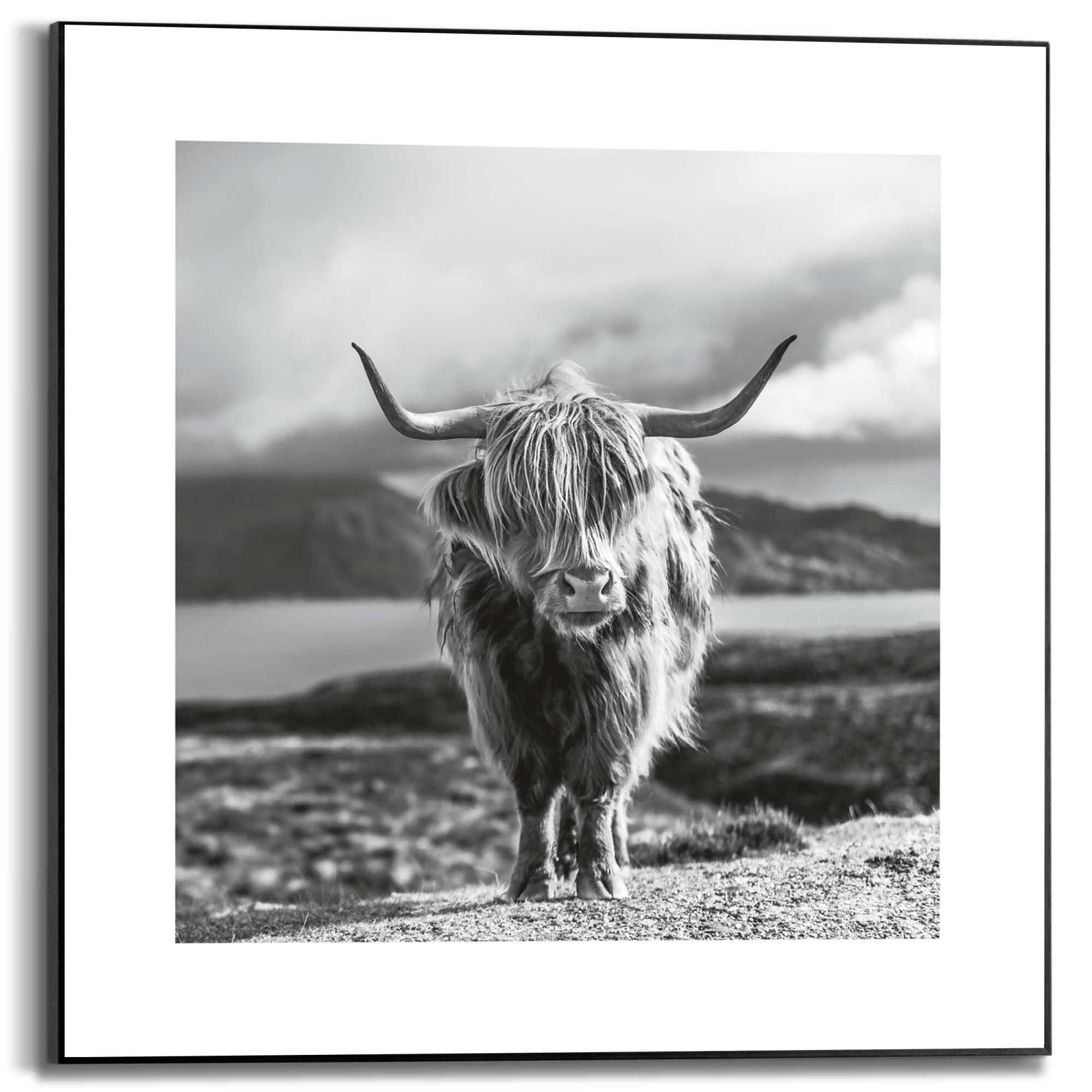 Achat Cadre Slim Vache Highland 50x50 cm en gros