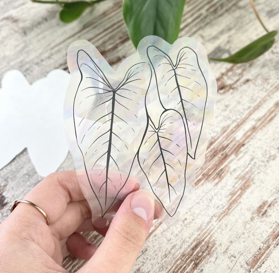 Buy wholesale Sun Catcher Sticker - Philodendron Houseplant Pot Plant ...
