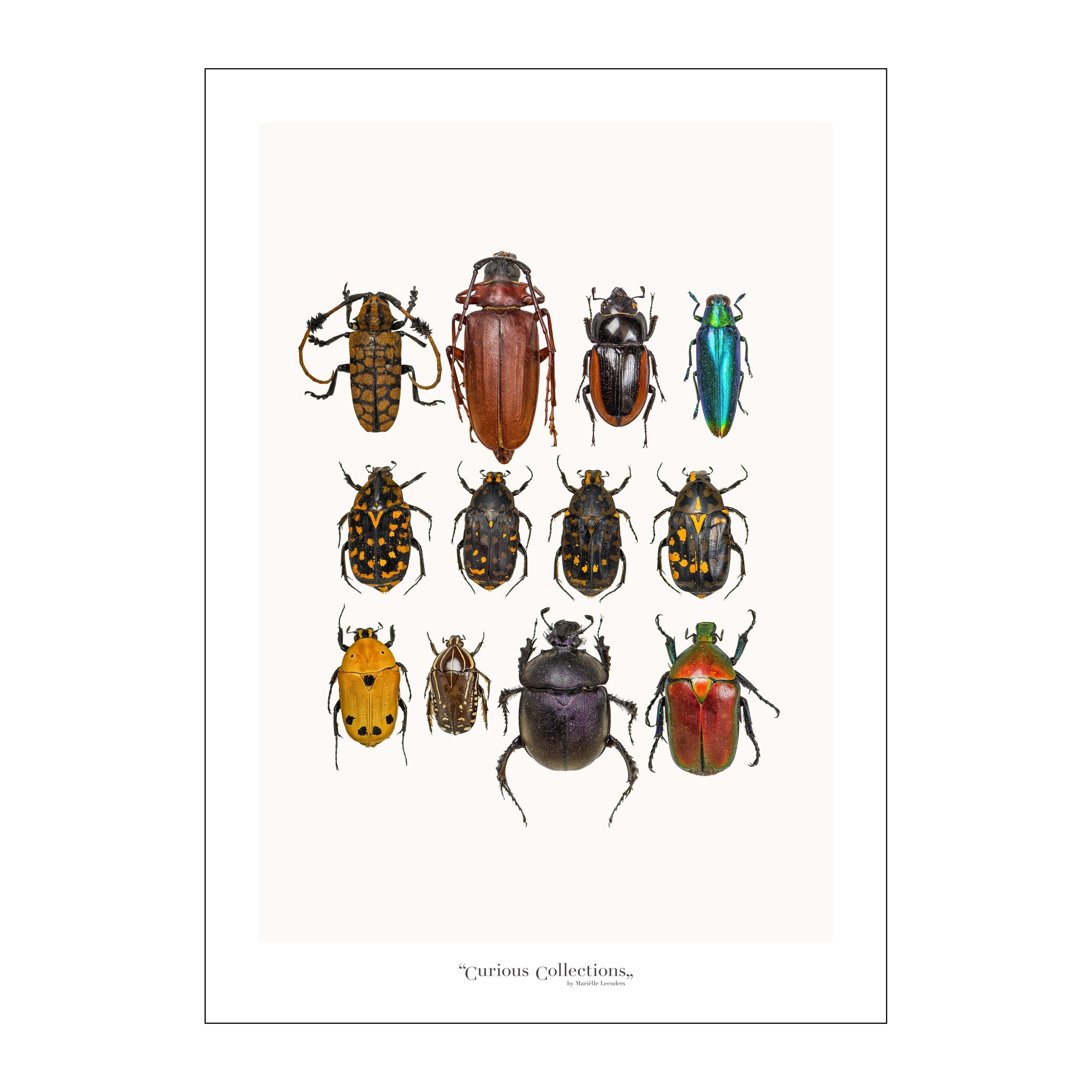 Buy wholesale Poster Beetles