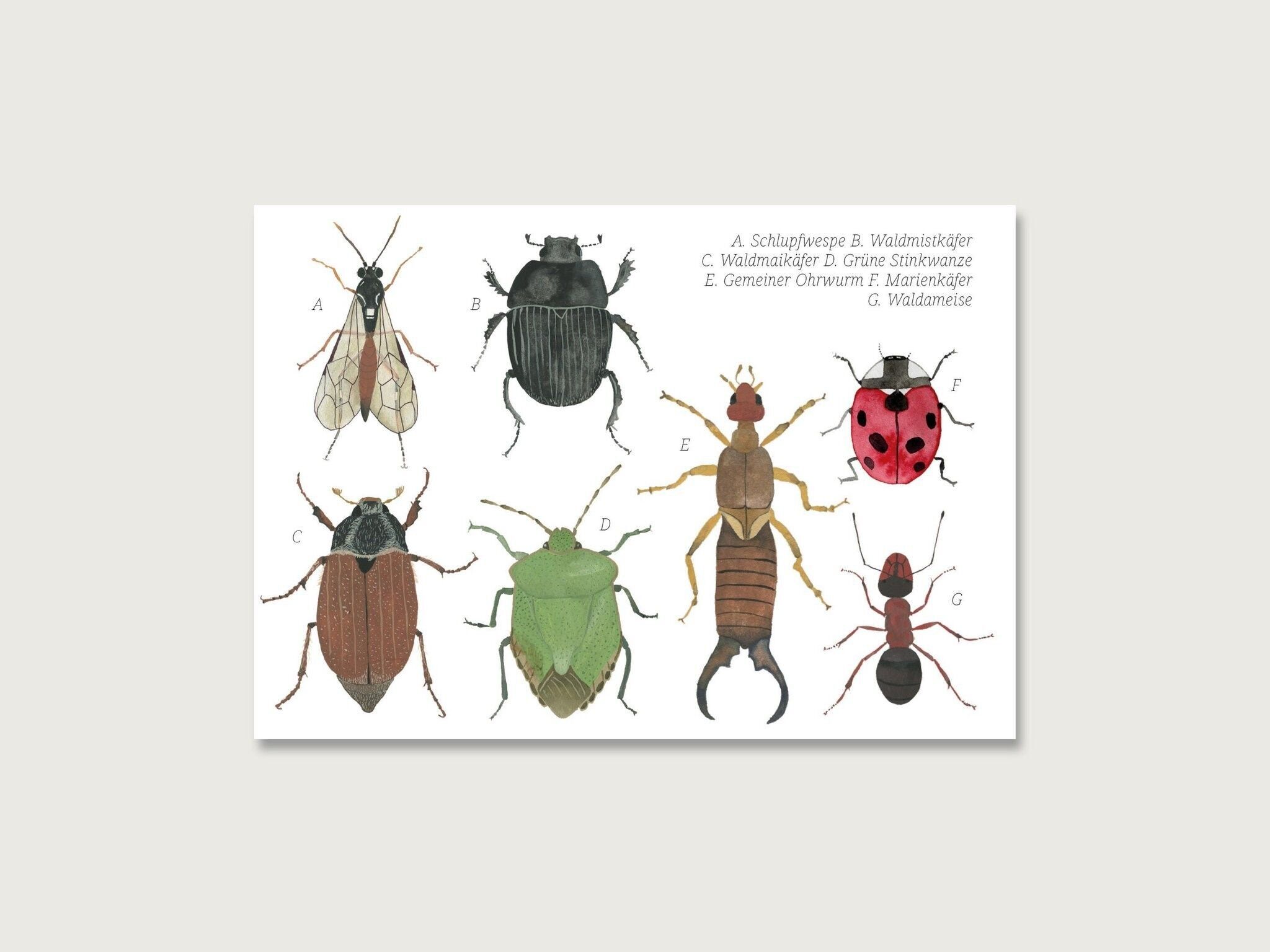 Compra Postal | Collage de insectos | gouache | acuarela | Ilustración ...