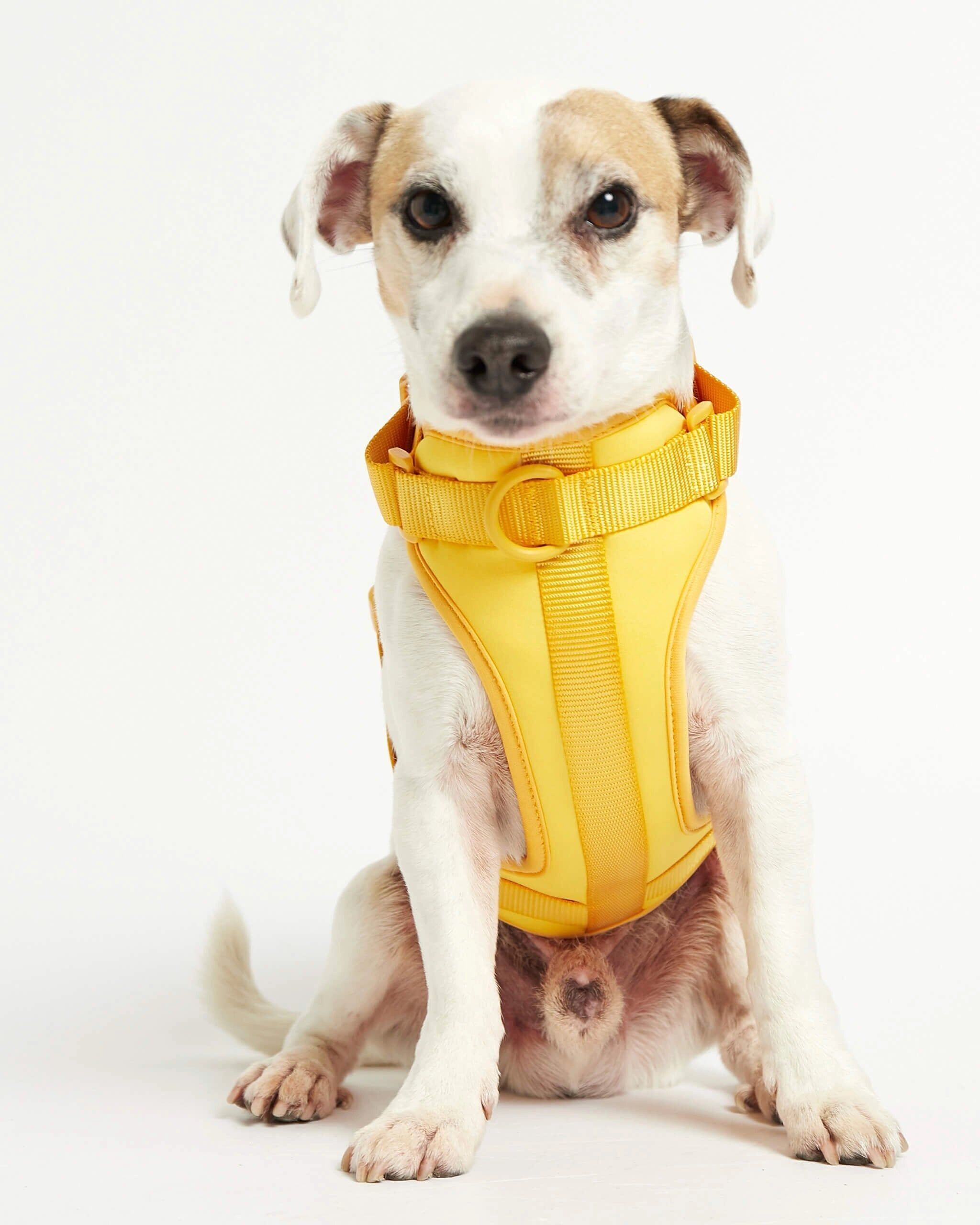 Buy wholesale Rose yellow dog harness