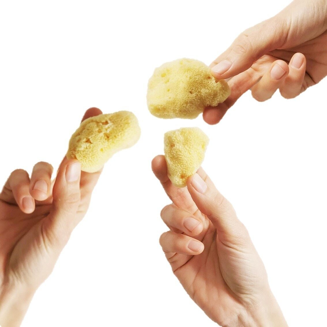 Compra Spongella - MIX PACK - Spugne Mestruali Naturali all'ingrosso