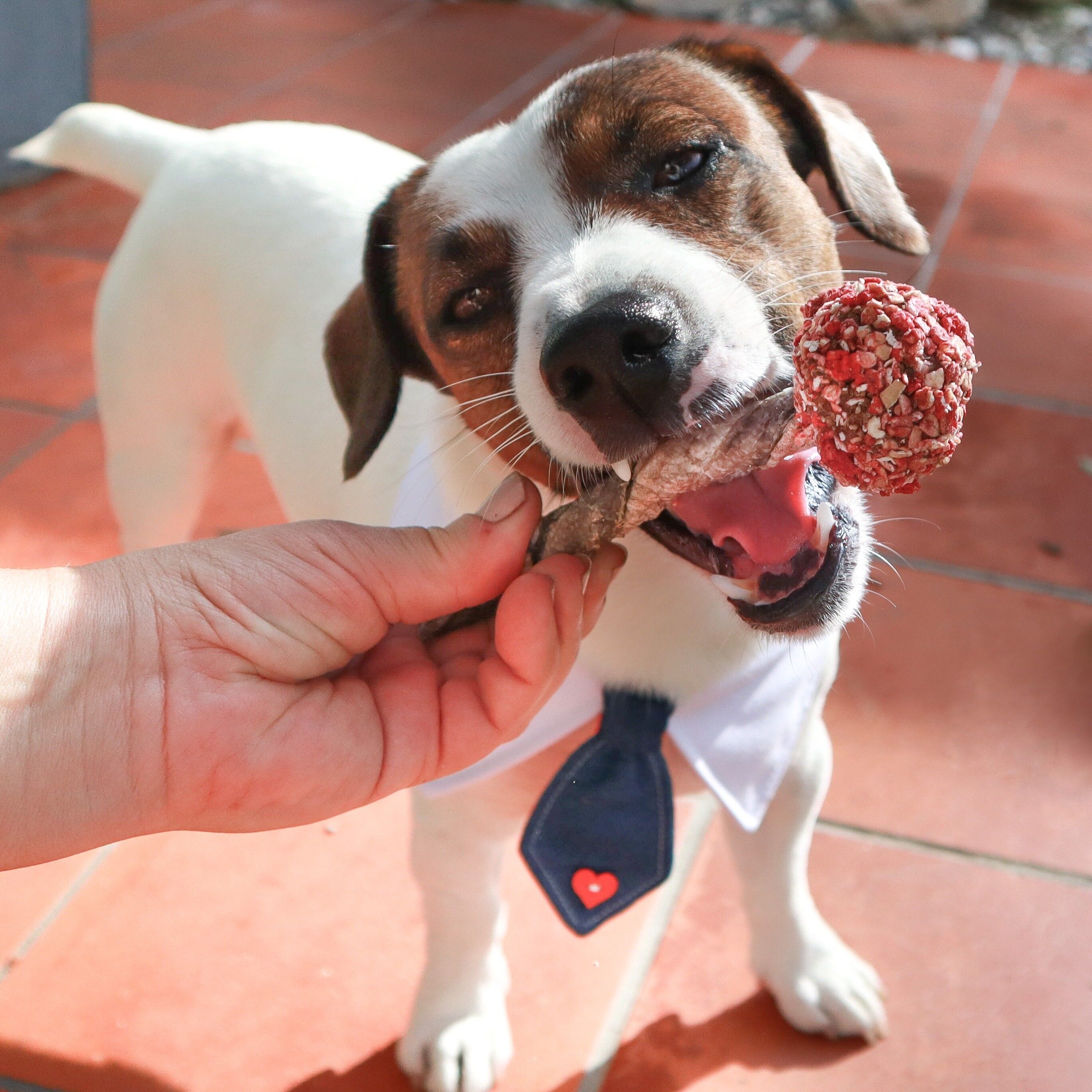 Buy wholesale Chewy-pop - Lollipop for dogs