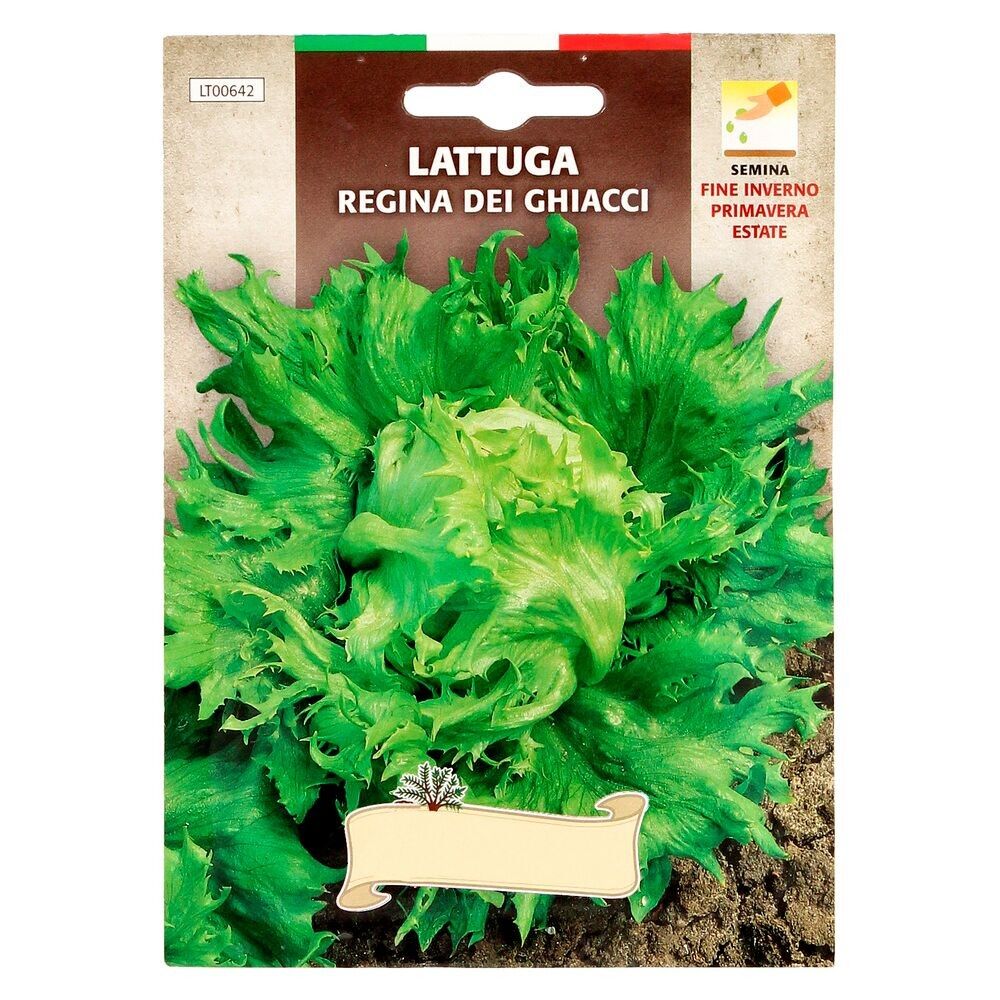 Buy wholesale Ice Queen Lettuce Seeds (7 grams) Vegetable Seeds ...