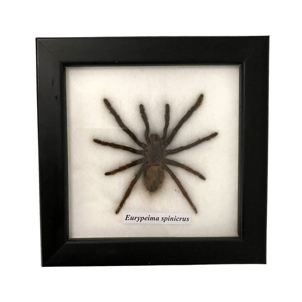 Buy wholesale Taxidermy Tarantula, Mounted Under Glass, 12x12cm