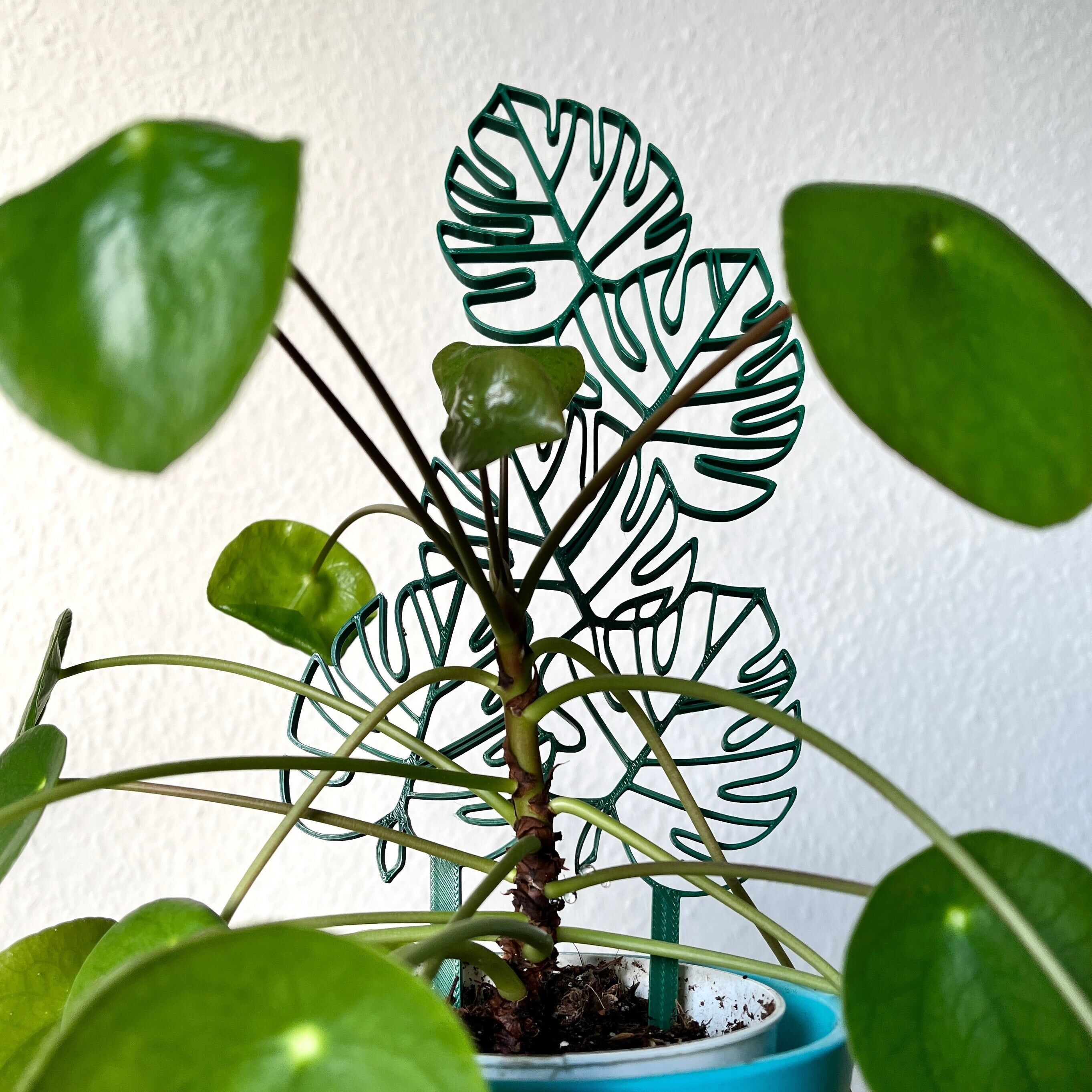 Kaufen Sie Monstera Rankhilfe – 3D-gedruckt aus nachhaltigem PLA zu ...