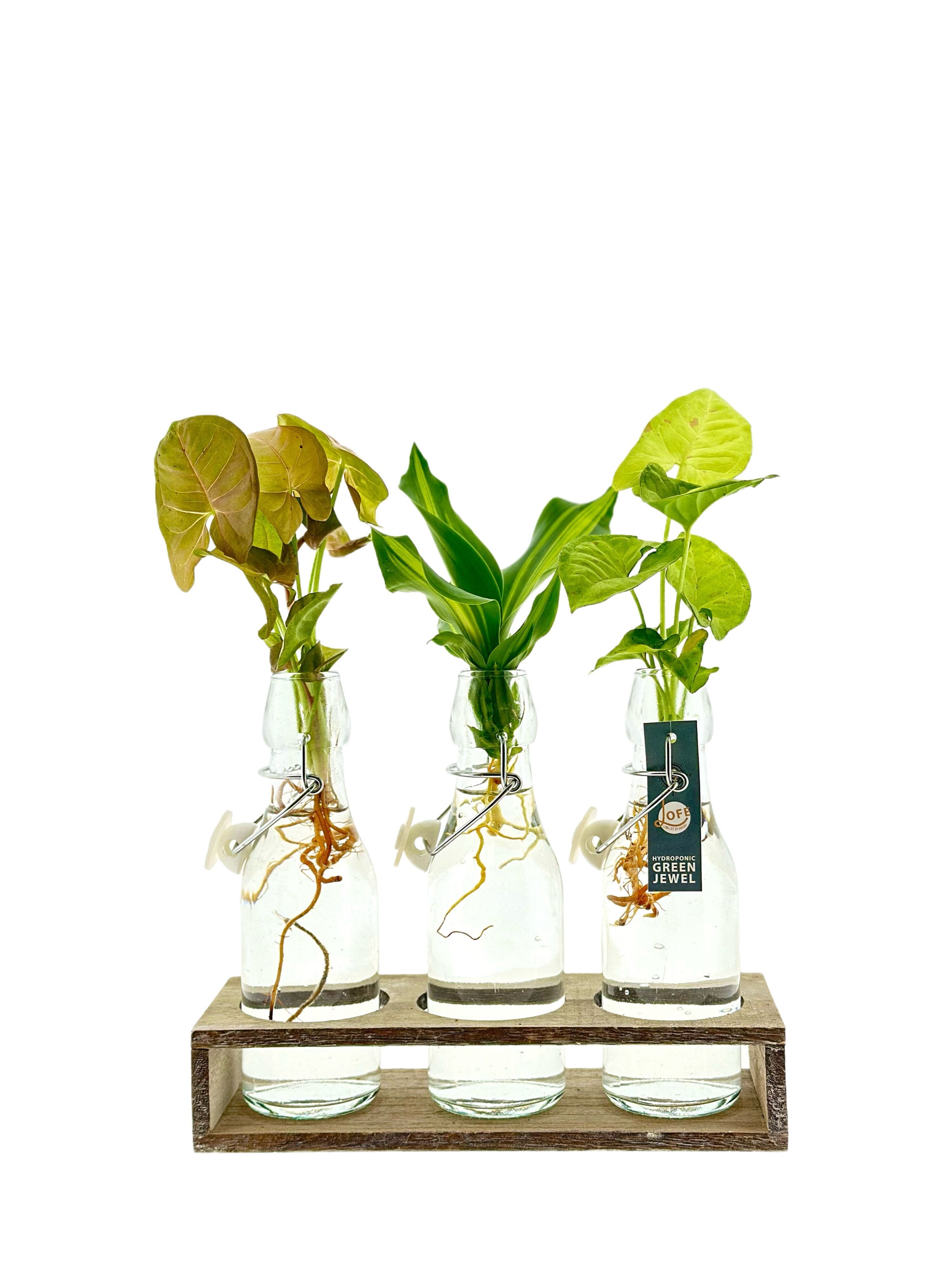 Achat Plante LOFE - bois triple ann en gros