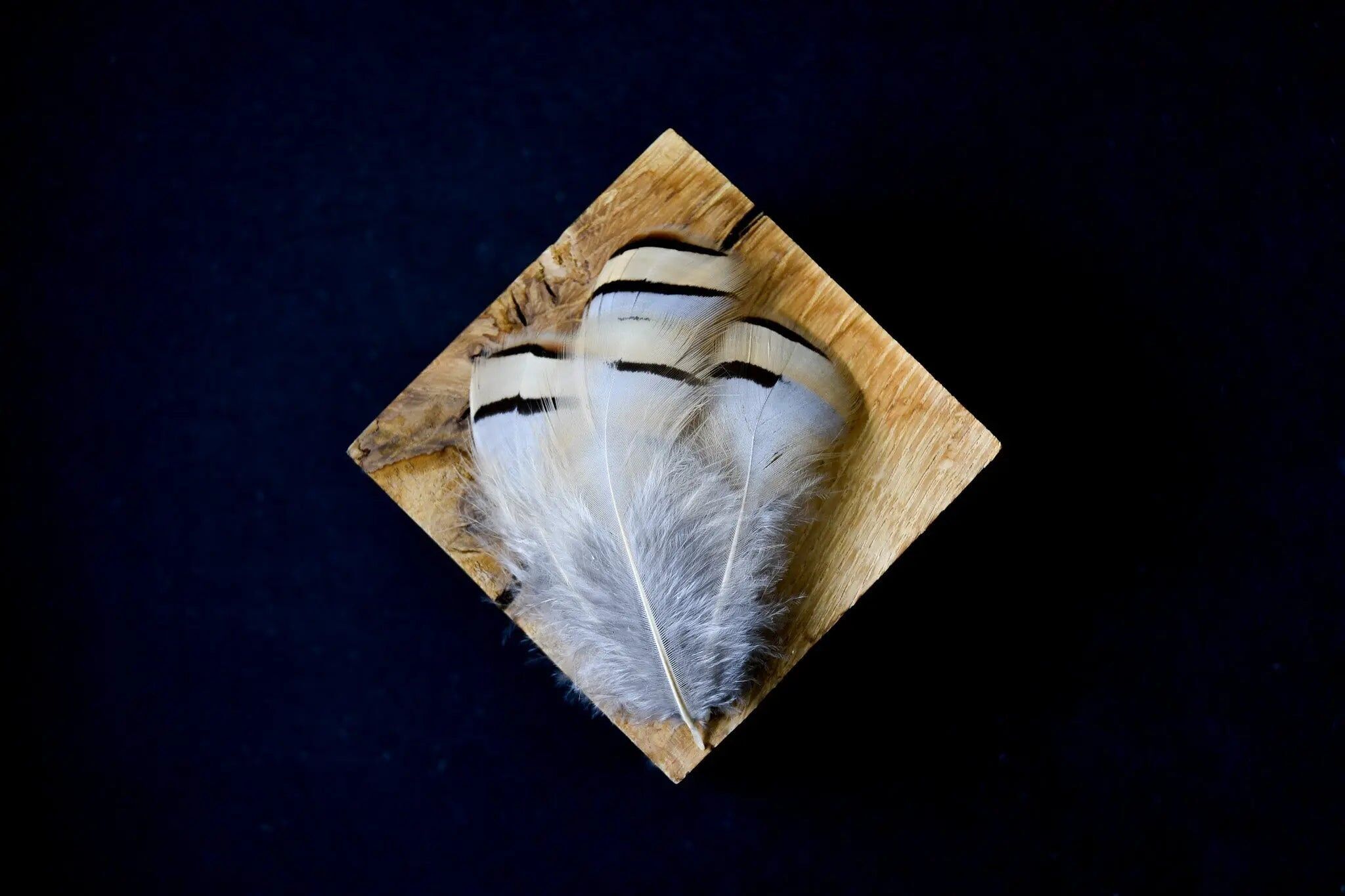 Buy wholesale Red-legged Partridge Feathers 4-8cm (DE) - x 50 feathers