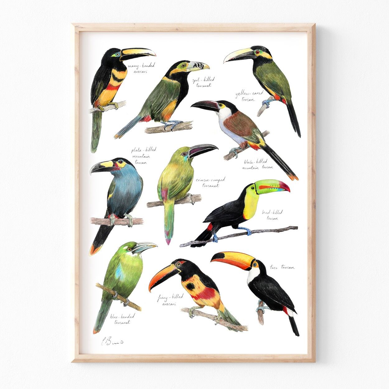 Buy wholesale Toucans - A5 illustration print